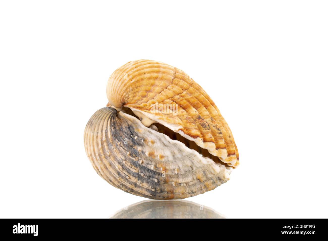 Two sea shells, close-up, isolated on white Stock Photo - Alamy