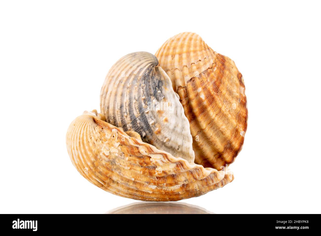 Three sea shells, close-up, isolated on white Stock Photo - Alamy