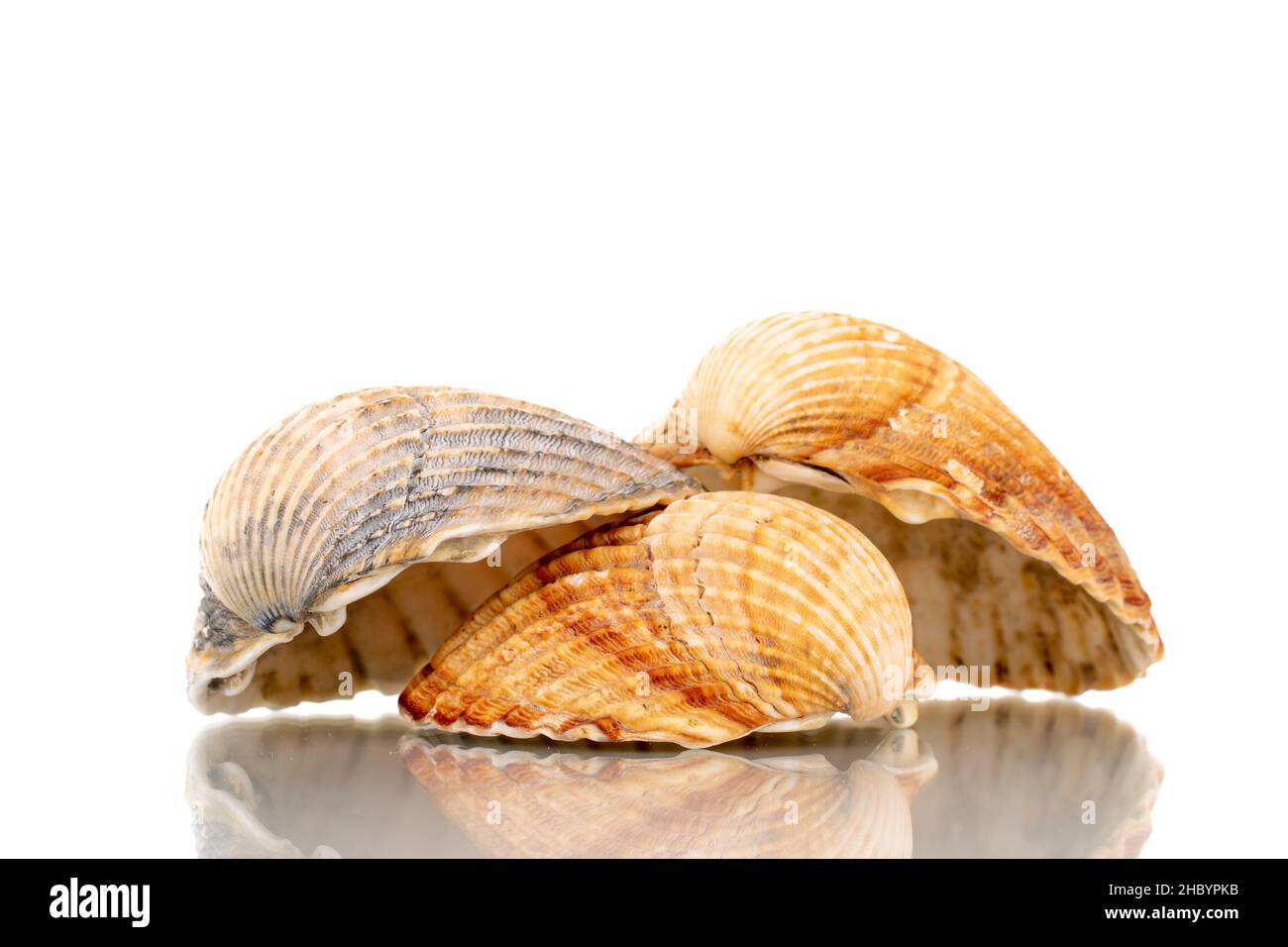 Three sea shells, close-up, isolated on white Stock Photo - Alamy
