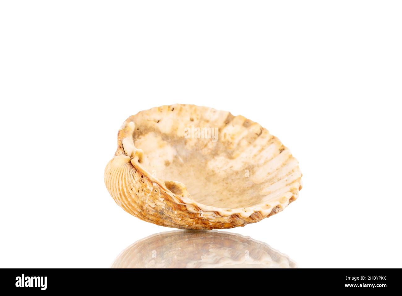 One sea shell, close-up, isolated on white Stock Photo - Alamy