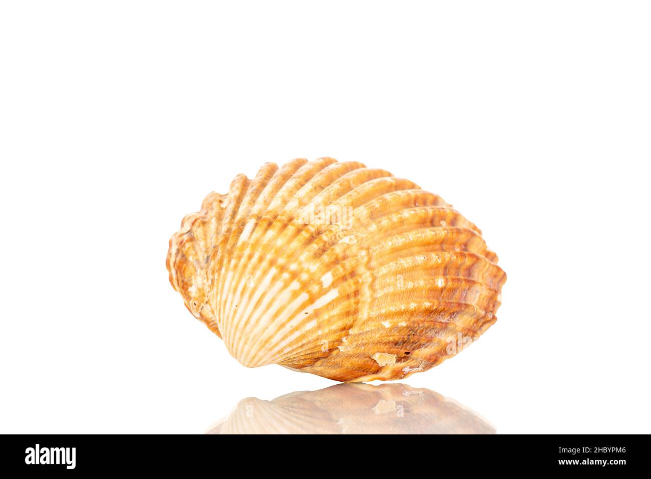 One sea shell, close-up, isolated on white Stock Photo - Alamy
