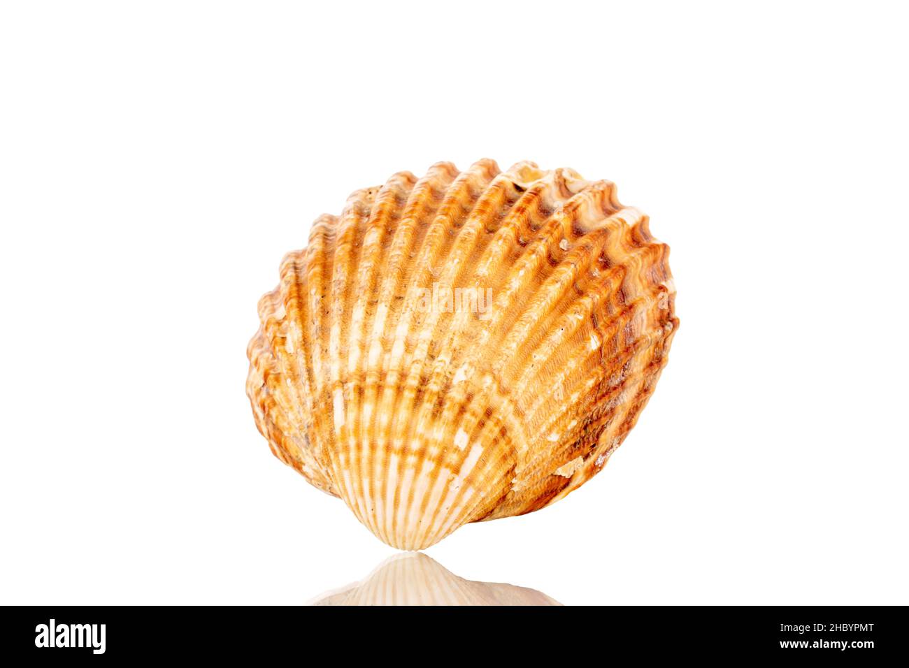 One sea shell, close-up, isolated on white Stock Photo - Alamy