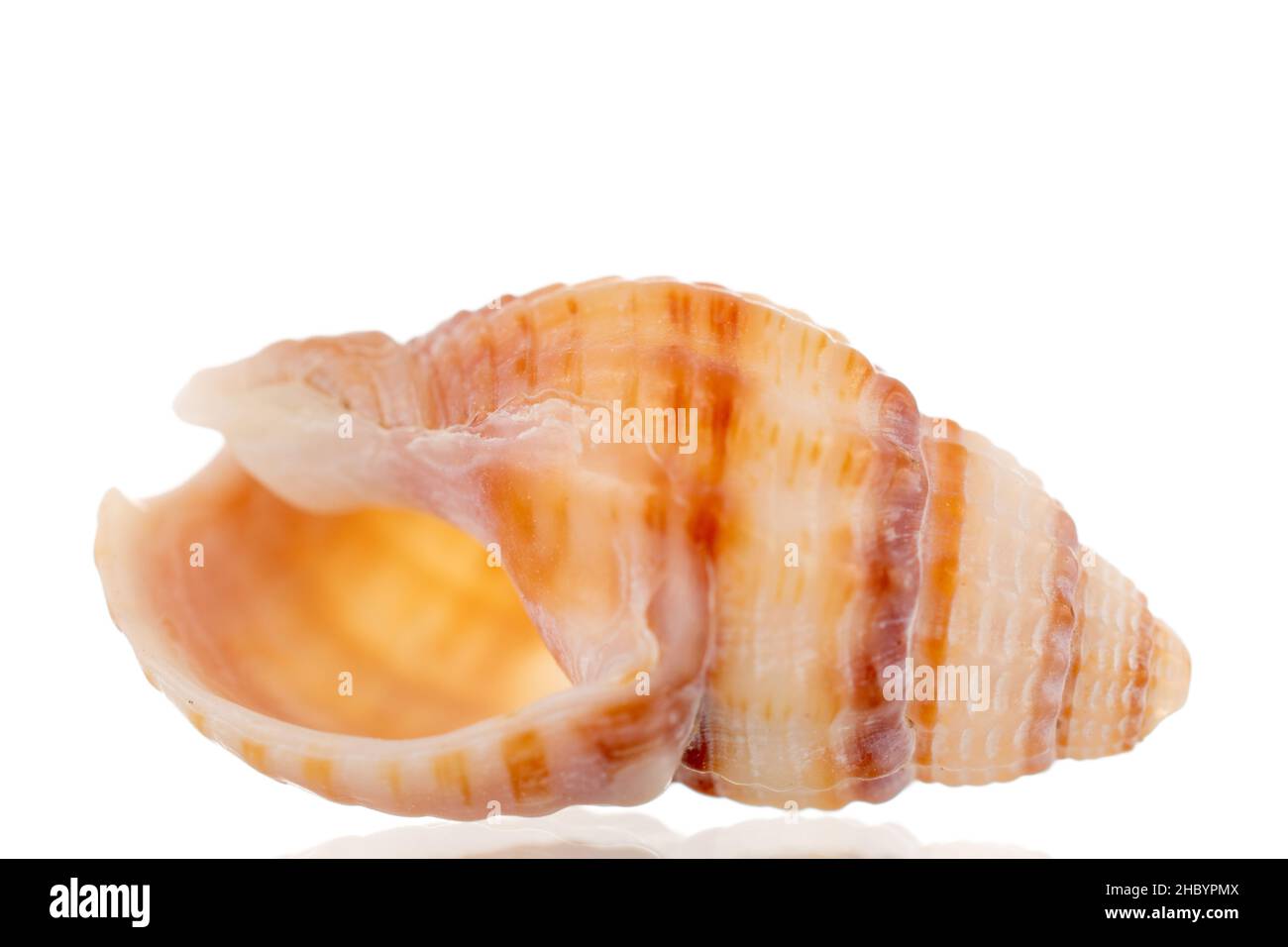 One sea shell, close-up, isolated on white Stock Photo - Alamy