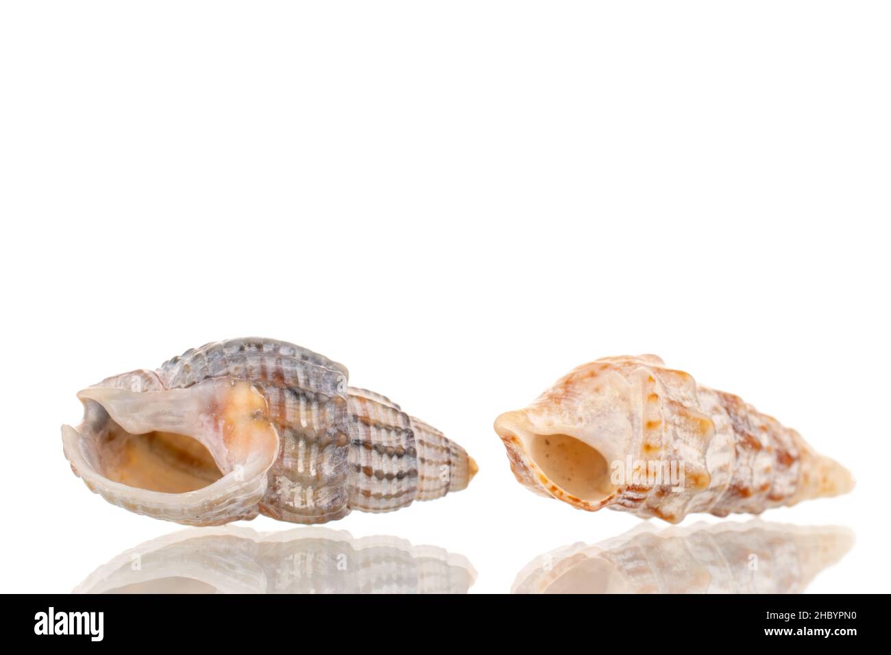 Two sea shells, close-up, isolated on white Stock Photo - Alamy