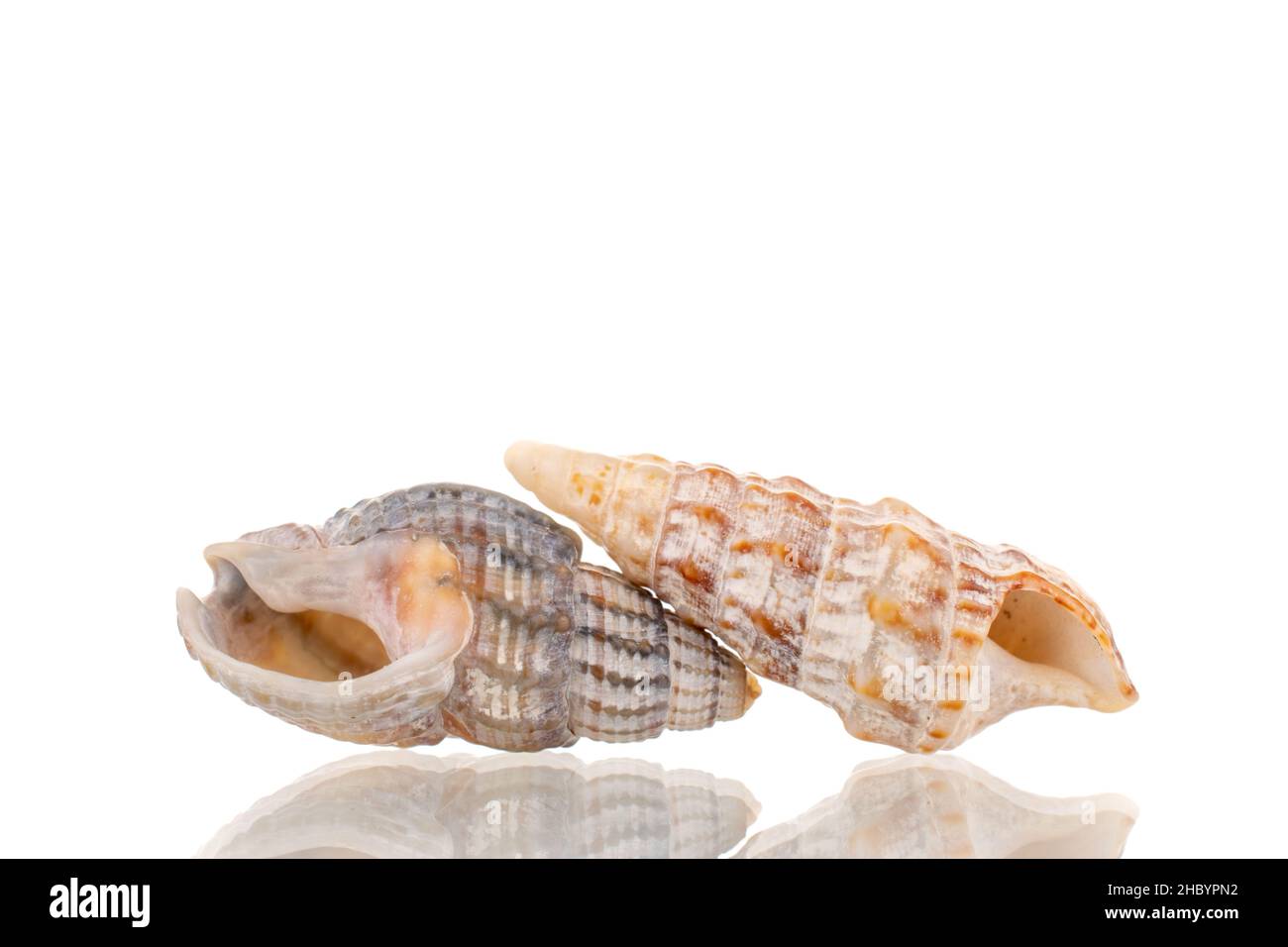 Aquarium with shells seafood hi-res stock photography and images - Alamy