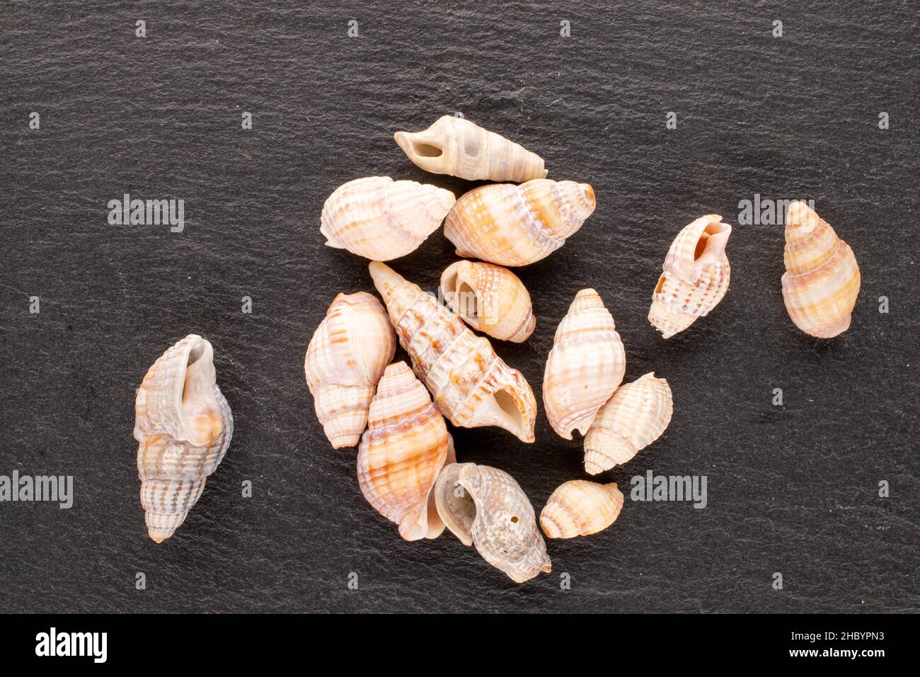 Several sea shells on shale stone, close-up, top view Stock Photo - Alamy