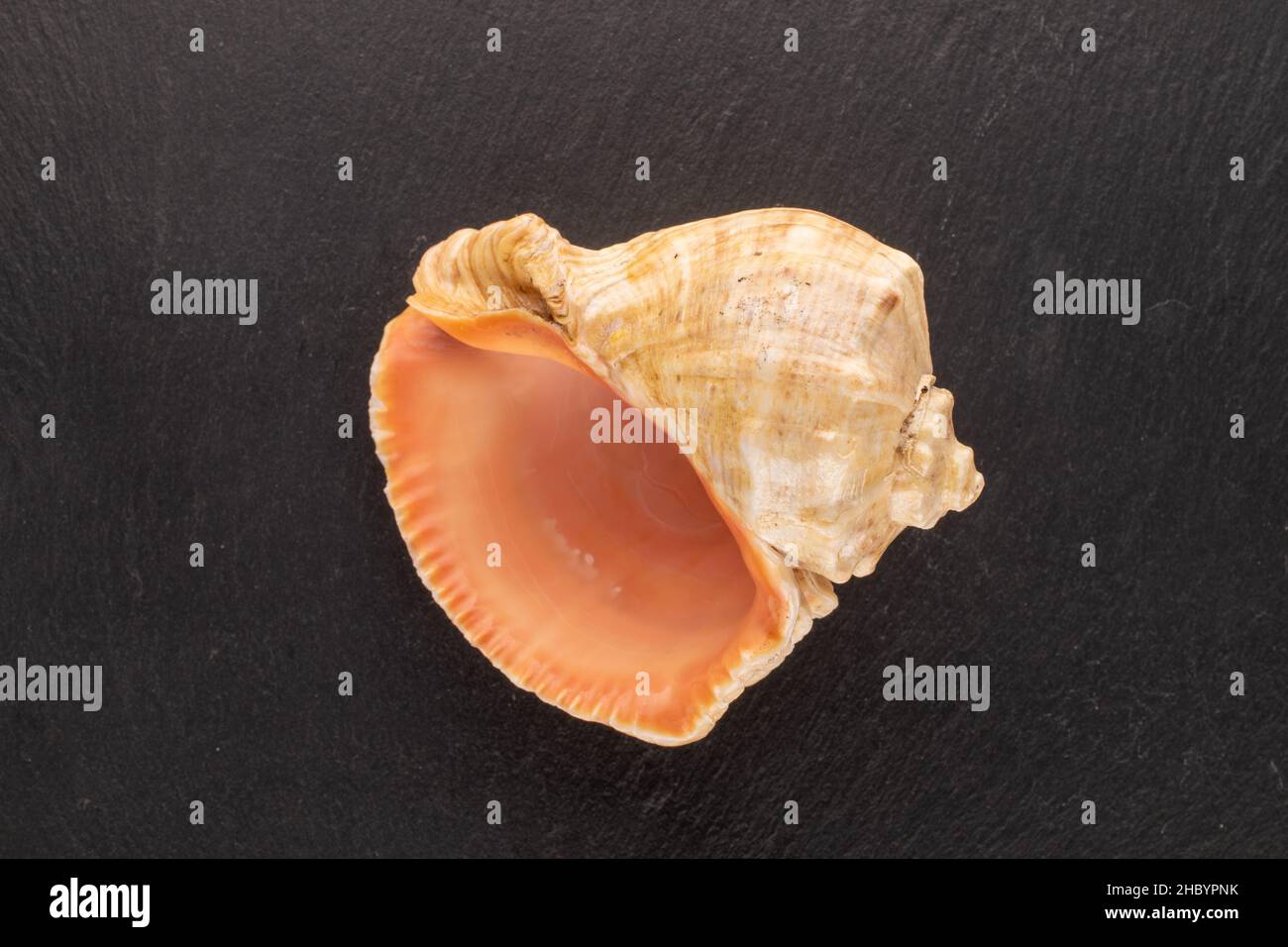 Empty seashell on a beach hi-res stock photography and images - Alamy