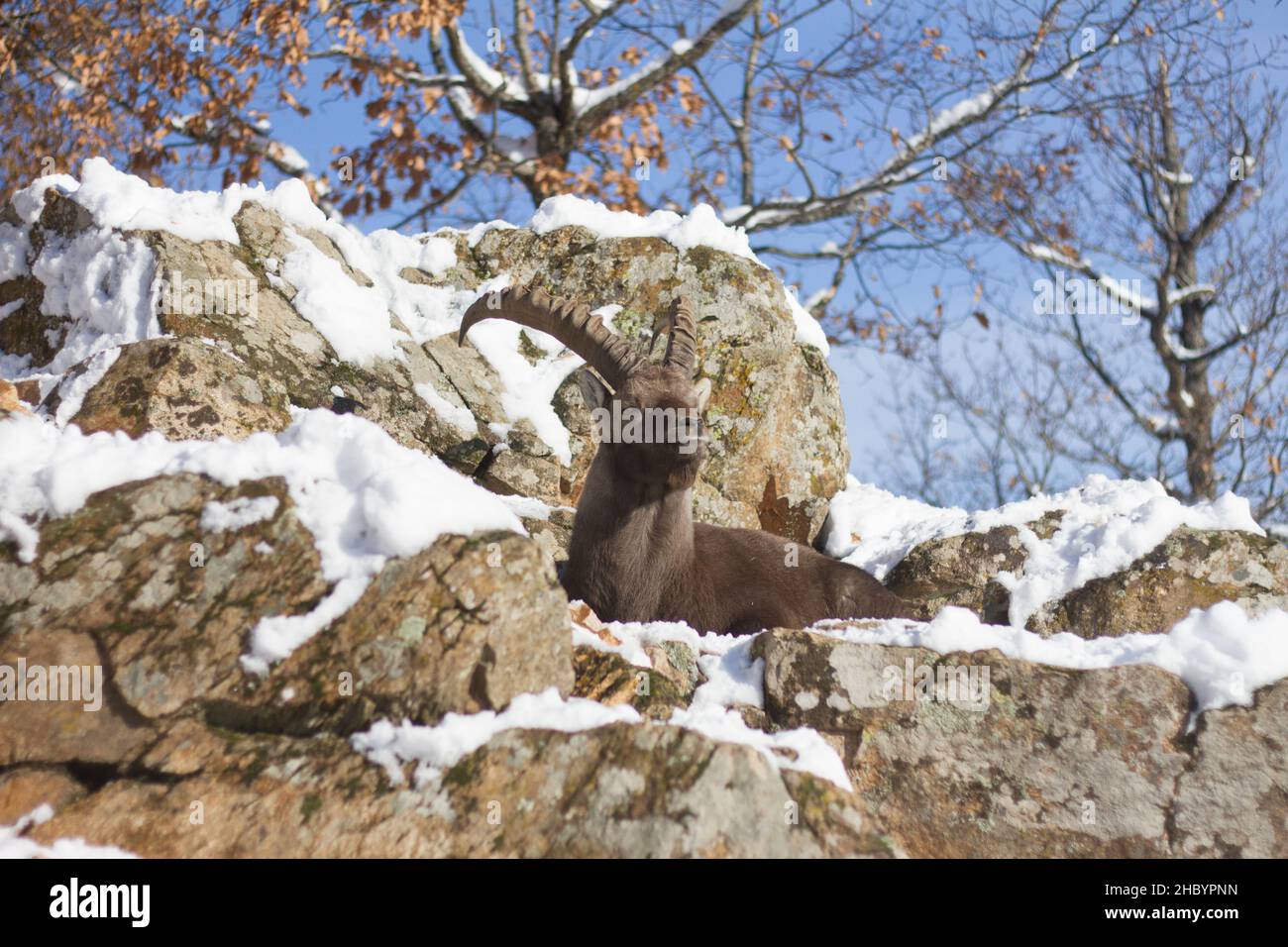 Male alpine ibex in its natural environment Stock Photo - Alamy