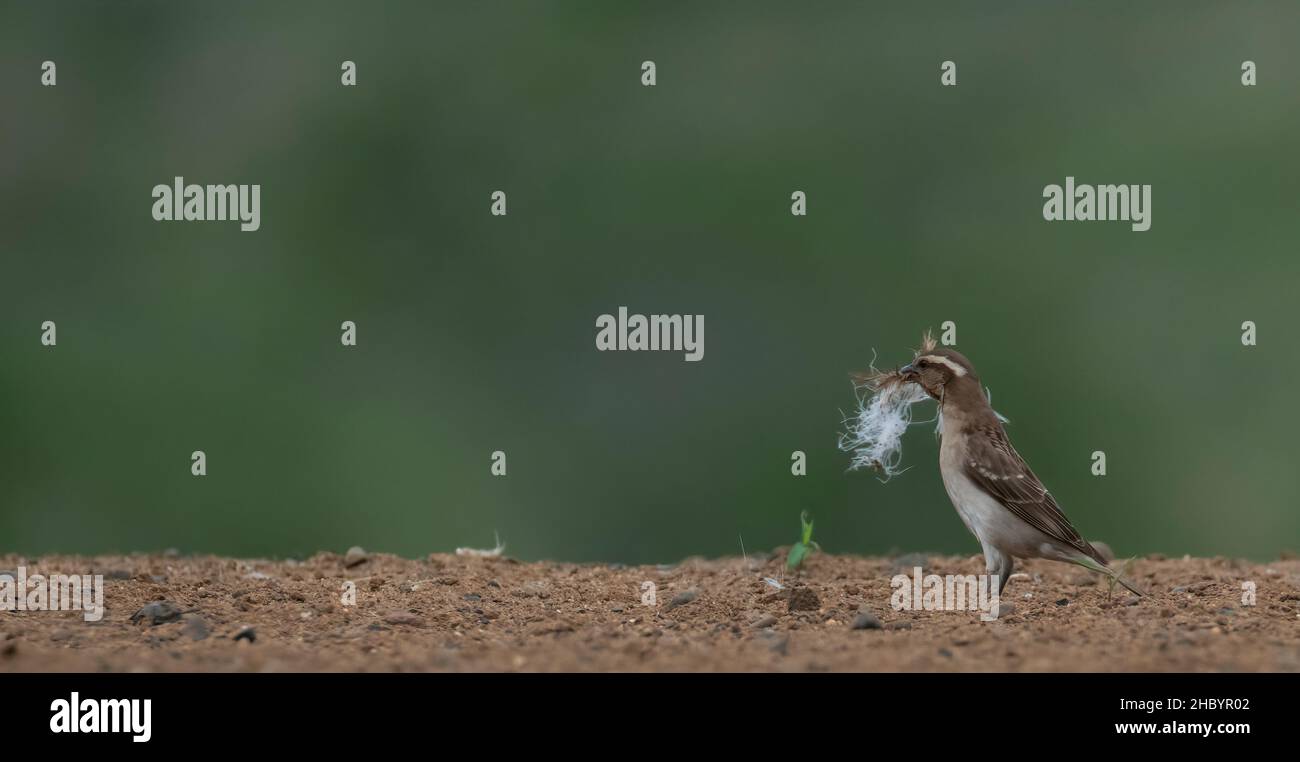 The feather collector Stock Photo - Alamy