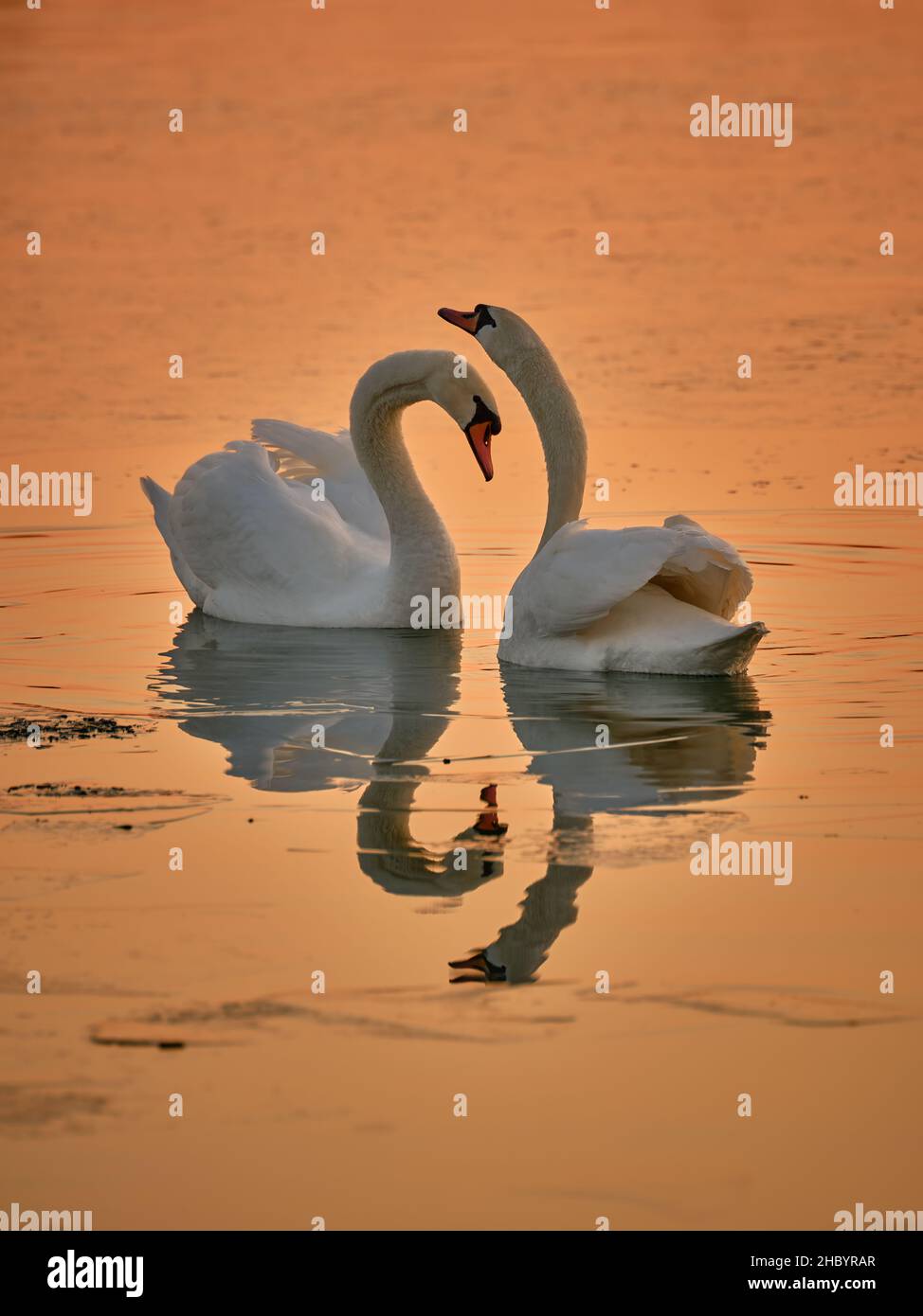 Two beautiful swans on the lake during sunset in winter captured by ...
