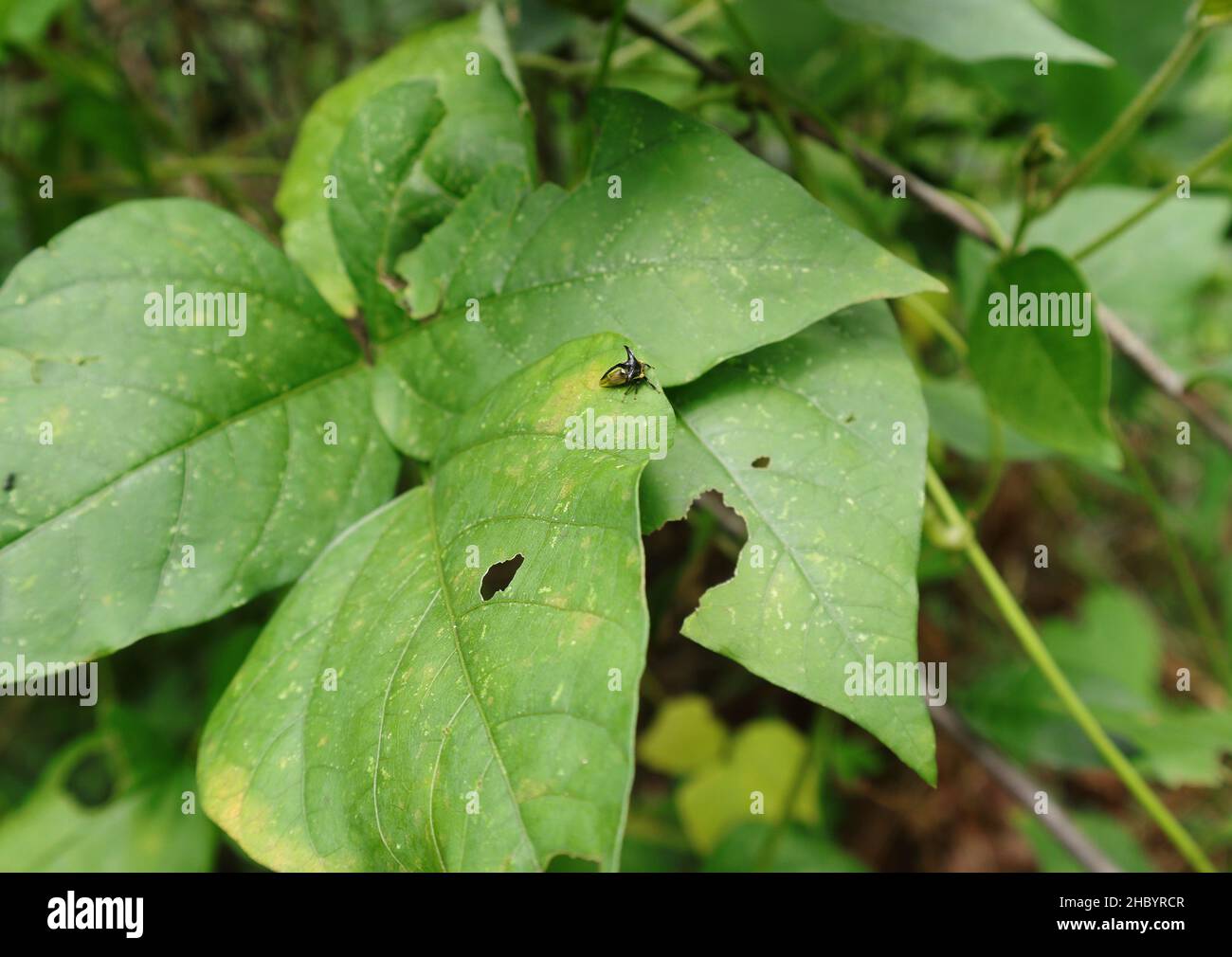 A tiny yellow eyed Tree hopper insect is on top of a large green leaf ...