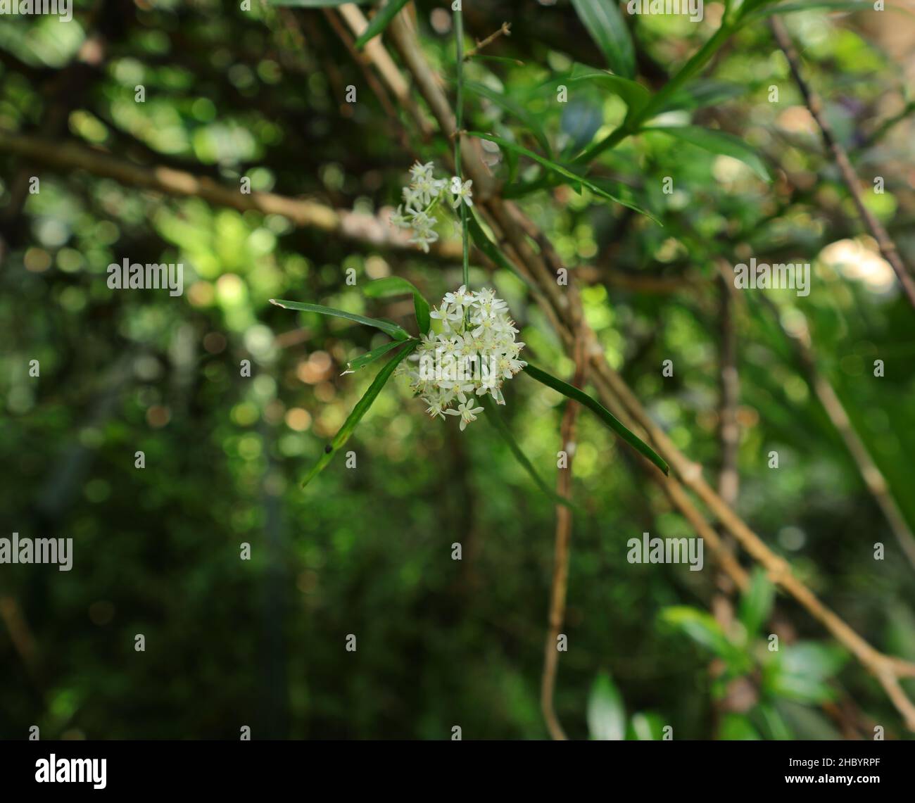 Asparagus racemosus flower hi-res stock photography and images - Alamy