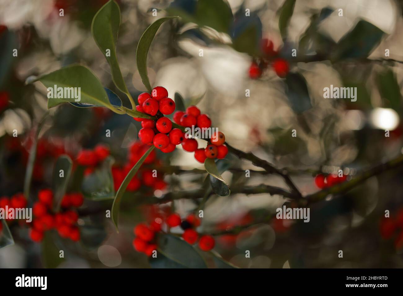 Holly red with bokeh background Stock Photo - Alamy