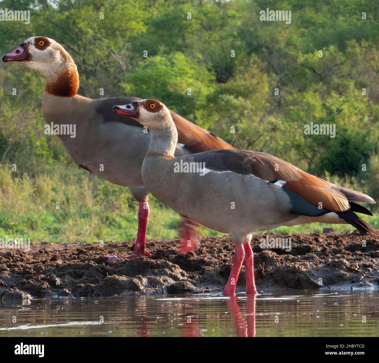 Tamboti hi-res stock photography and images - Alamy