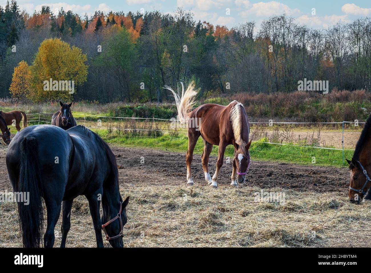 Forest paddock backdrop hi-res stock photography and images - Alamy