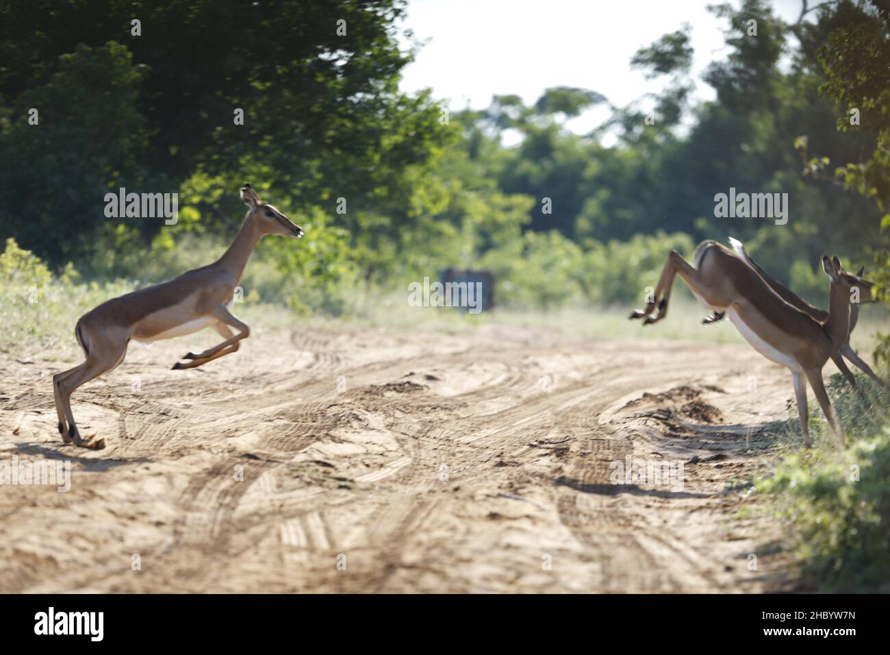 Chobe game drive hi-res stock photography and images - Alamy