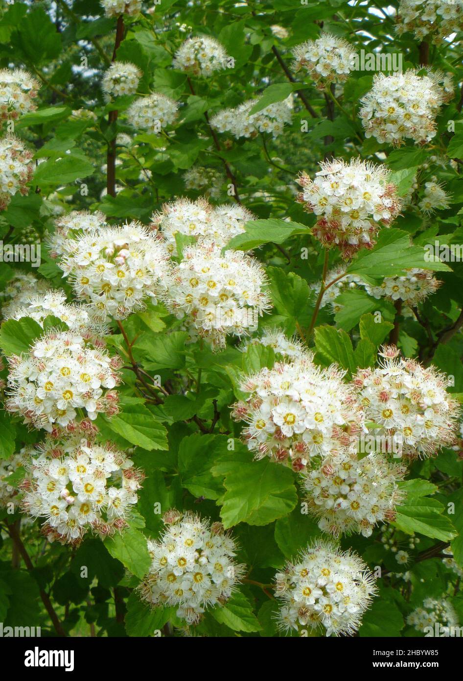 The May spirea bush blooms in the spring period of time. Natural beauty ...