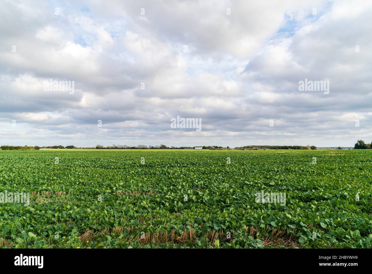 Large open field with green crops growing leading to a horizon of ...