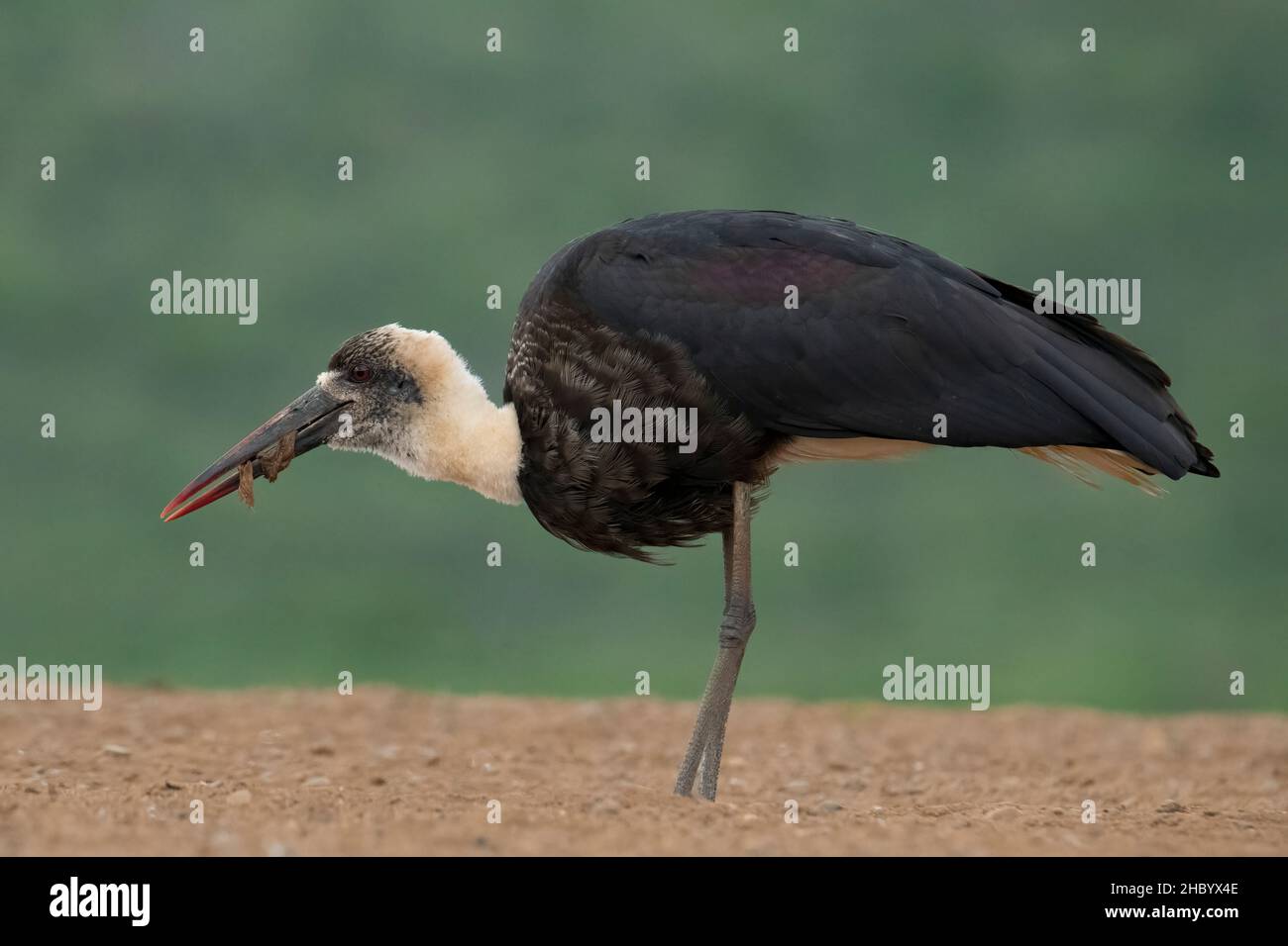Morsel hi-res stock photography and images - Alamy