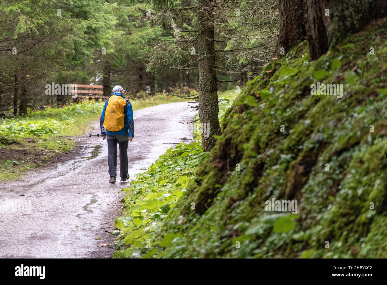 A man hiking alone in a forest of the High Tauern National Park in the ...