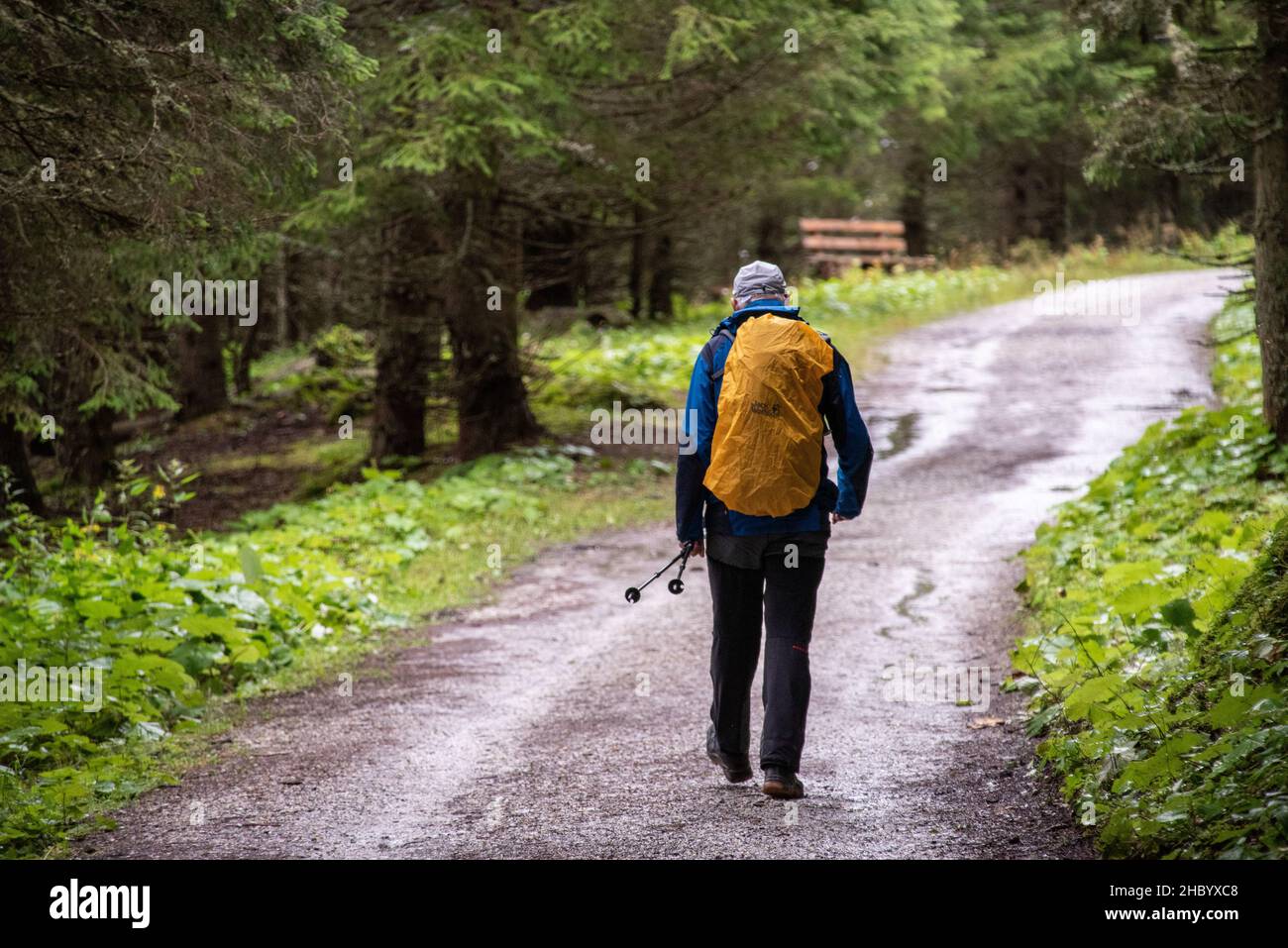 Old man walking in woods alone hi-res stock photography and images - Alamy
