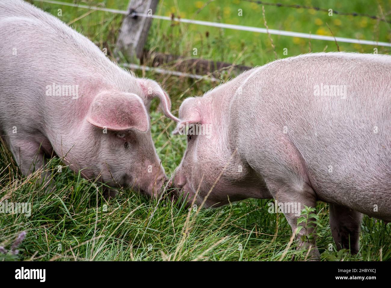 Domestic pigs kissing hi-res stock photography and images - Alamy