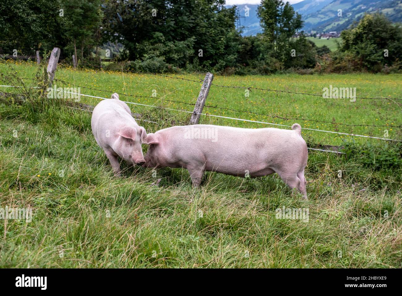Two pigs having fun on a grass meadow in the Austrian Alps Stock Photo ...