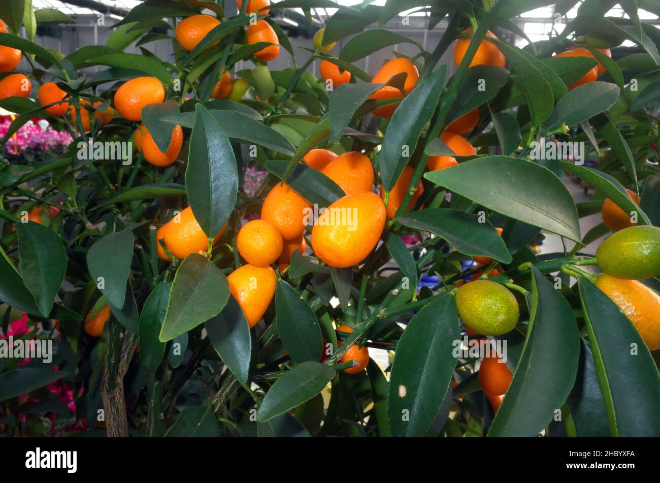 Fortunella margarita hi-res stock photography and images - Alamy