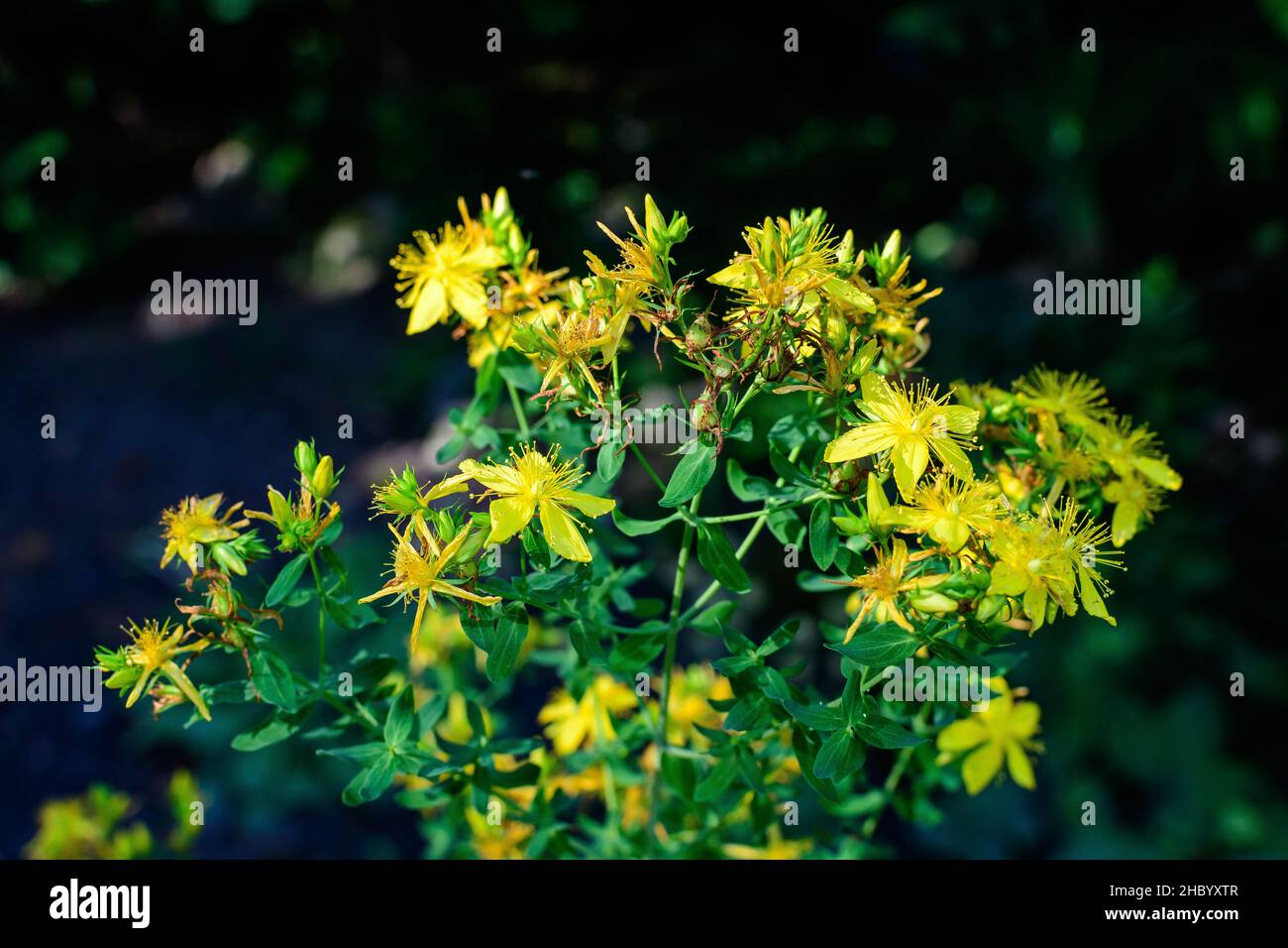 Many delicate yellow flowers of Hypericum perforatum plant, commonly ...