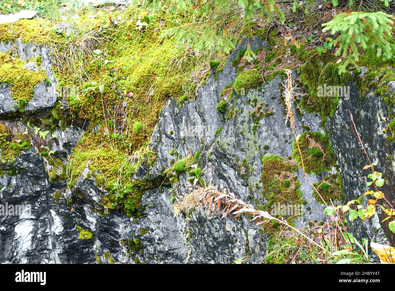 A wall of an abandoned marble quarry covered with moss. Ruskeala ...