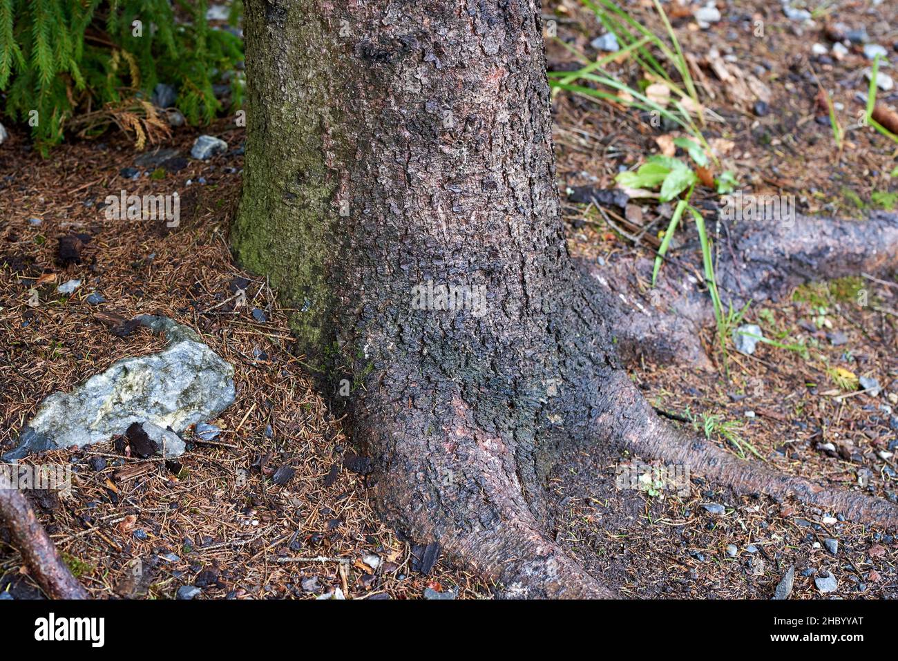 Big wet weathered trunk of old tree in Ruskeala, Karelia Stock Photo ...