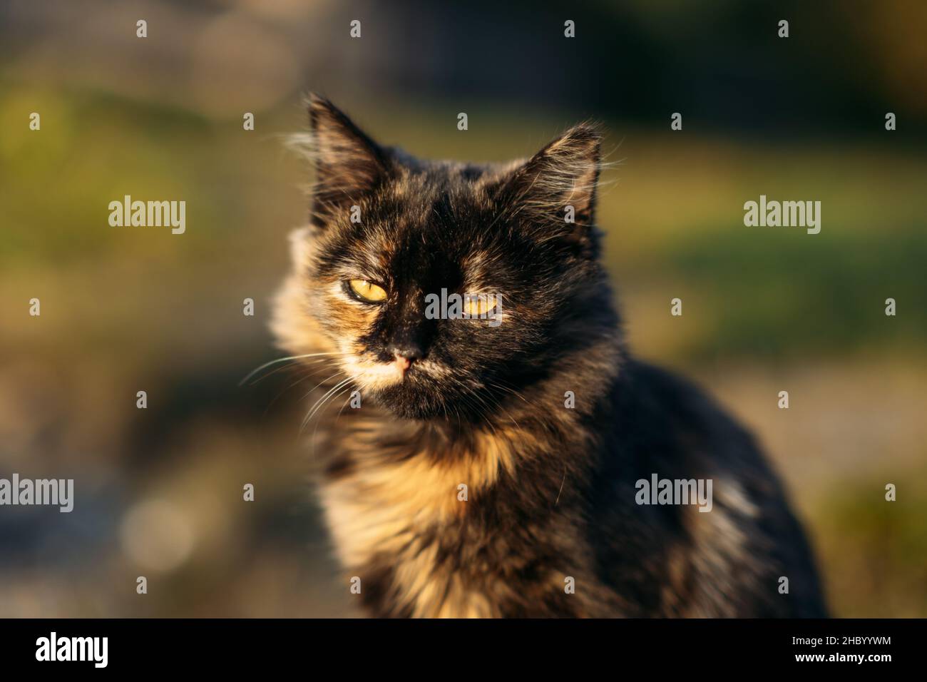 Cute homeless stray tricolor cat on nature background. Outdoor portrait ...