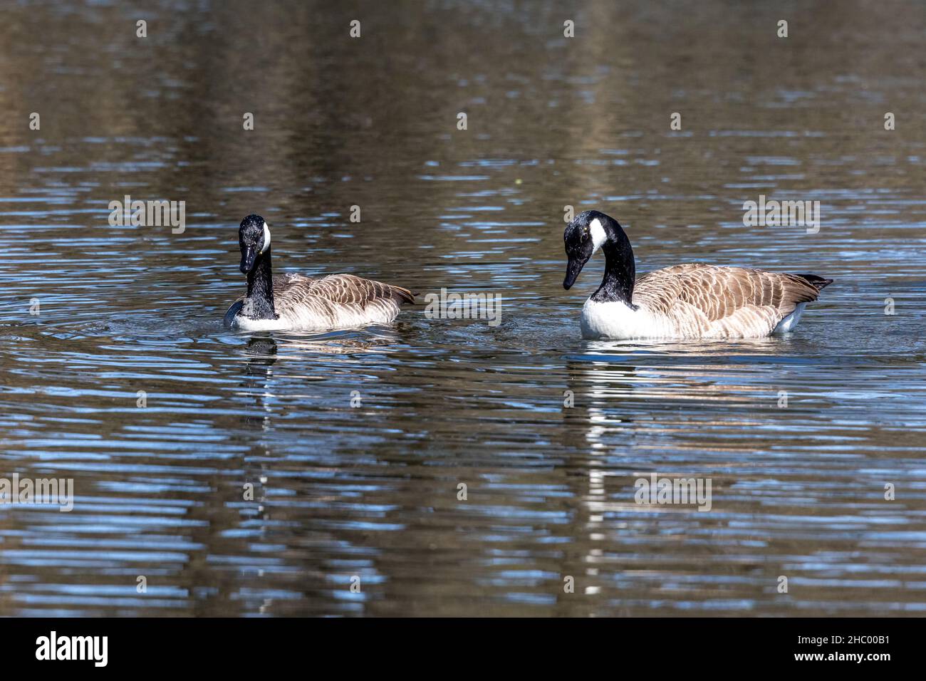 The Canada Goose, Branta canadensis at a Lake near Munich in Germany ...