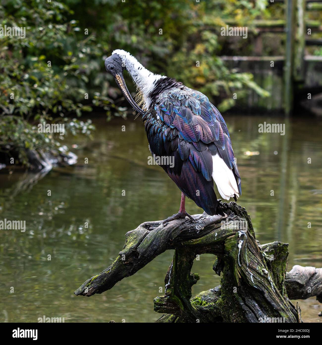 The Straw-necked Ibis, Threskiornis spinicollis is a bird of the ibis ...