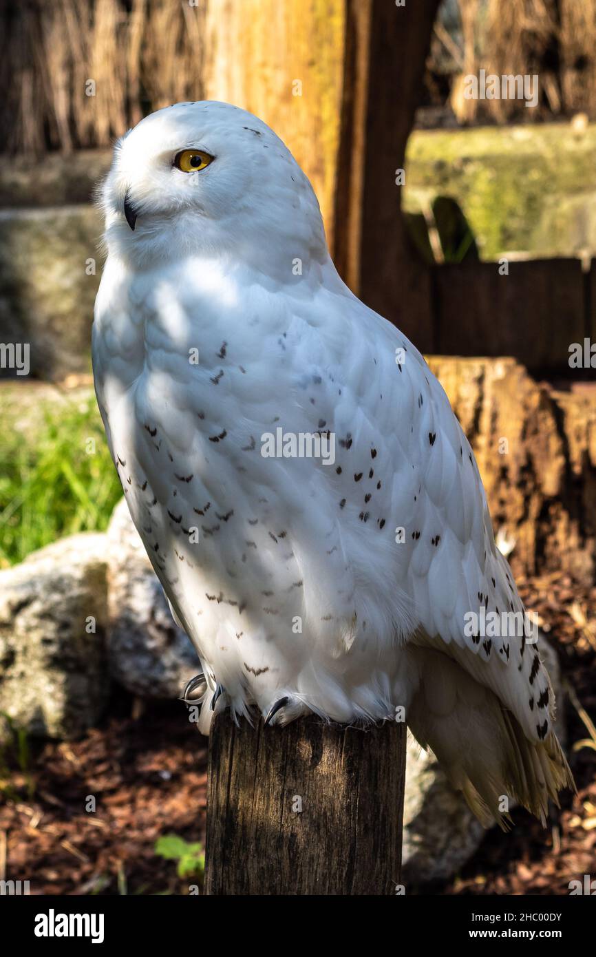 The Snowy Owl, Bubo scandiacus is a large, white owl of the typical owl ...