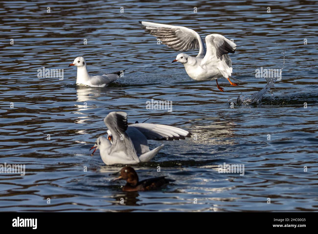 The European Herring Gull, Larus argentatus is a large gull, One of the ...