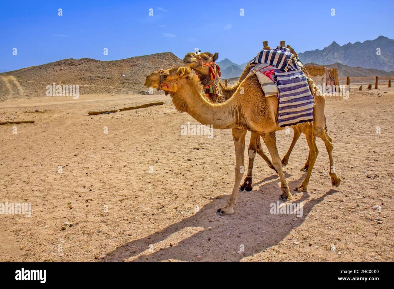 Camel in the desert Stock Photo - Alamy