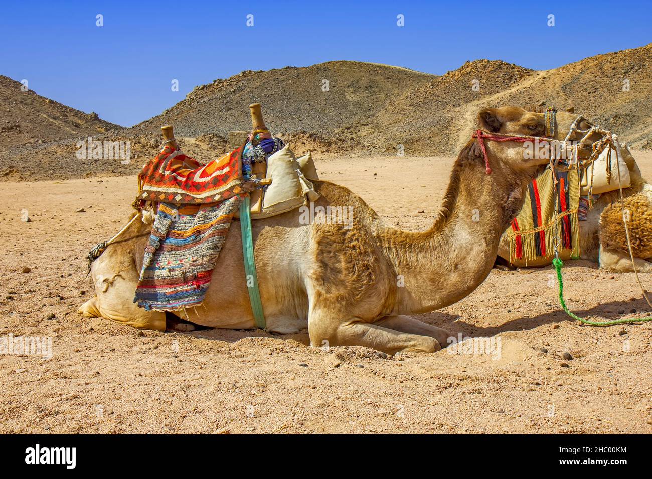 Camel in the desert Stock Photo - Alamy