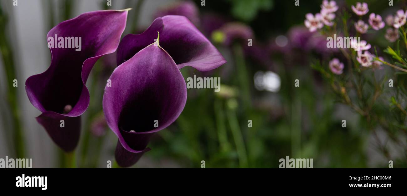 Calla flowers close-up in a bouquets shop Stock Photo - Alamy
