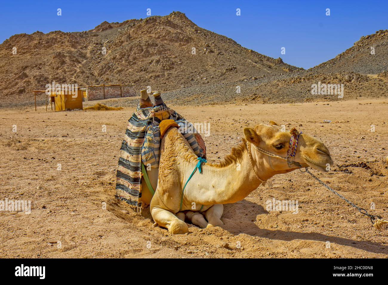 Camel in the desert Stock Photo - Alamy