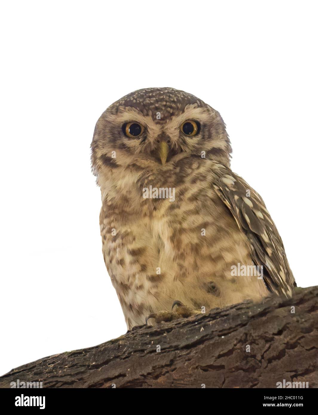 Dirty owl hi-res stock photography and images - Alamy