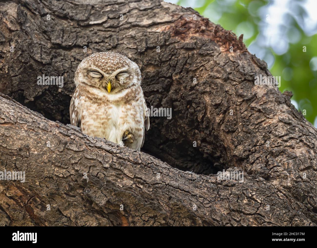 Outside the nest hi-res stock photography and images - Alamy
