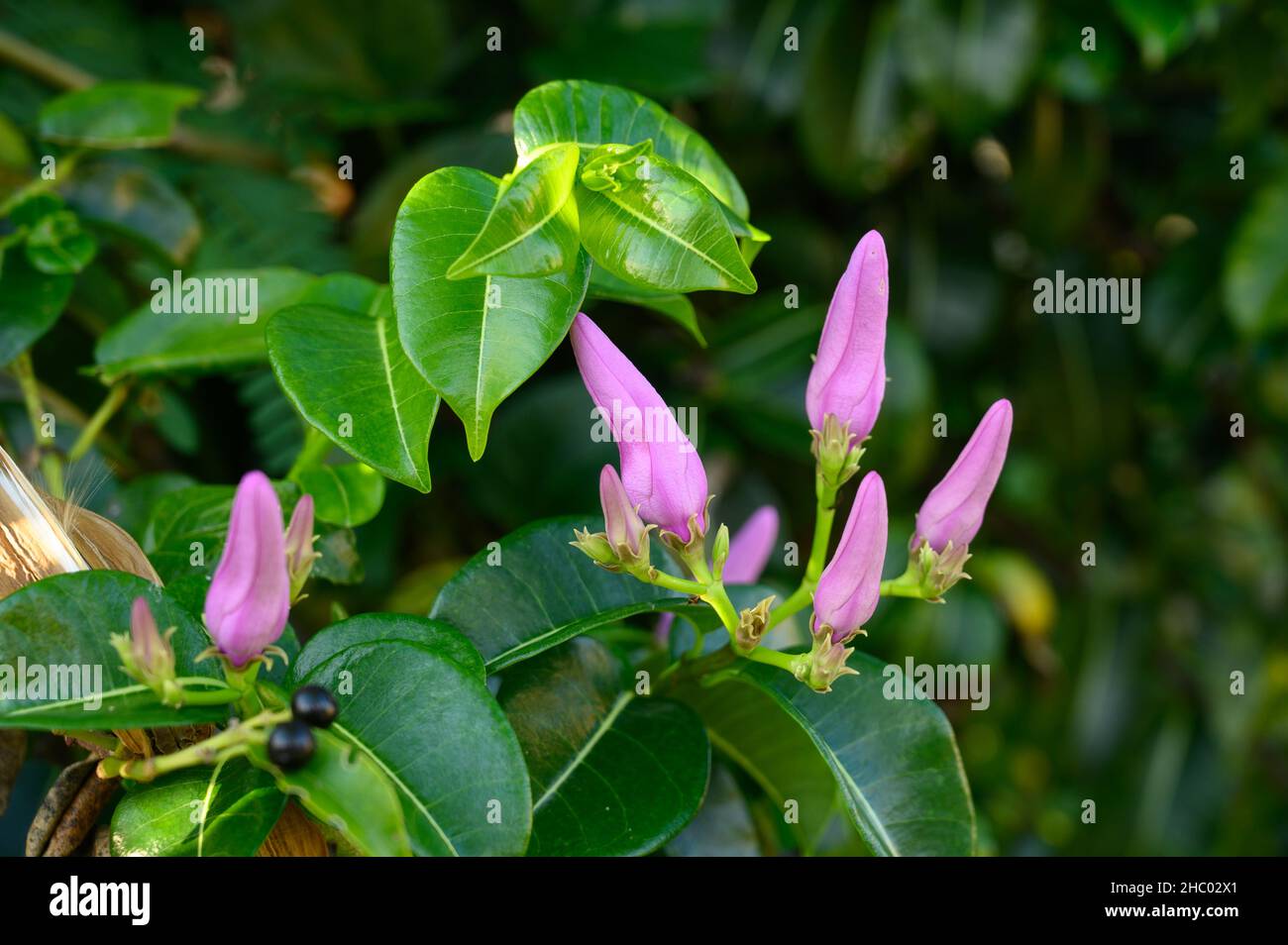 Photo of purple flower taken on the beach of the atlantic ocean in the ...
