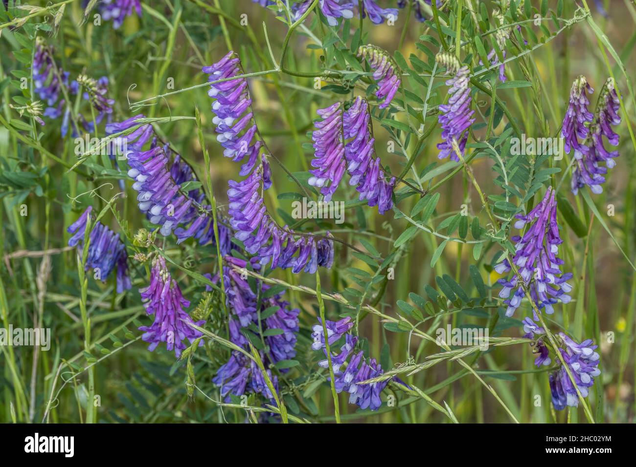 Cow vetch is a vine climbing wildflower plant that grows just about ...