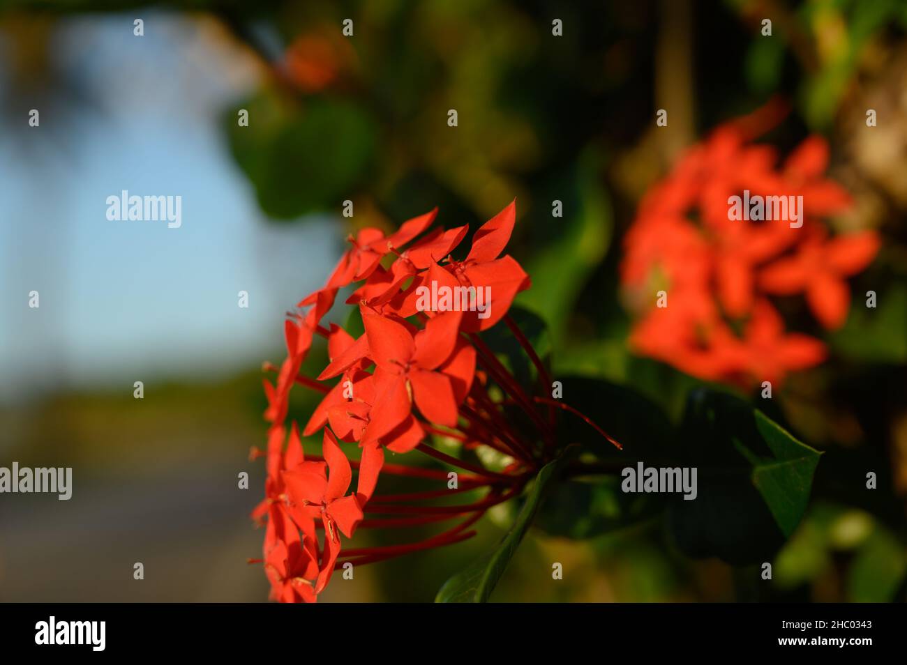 Photo of an orange flower taken on the beach of the atlantic ocean in ...