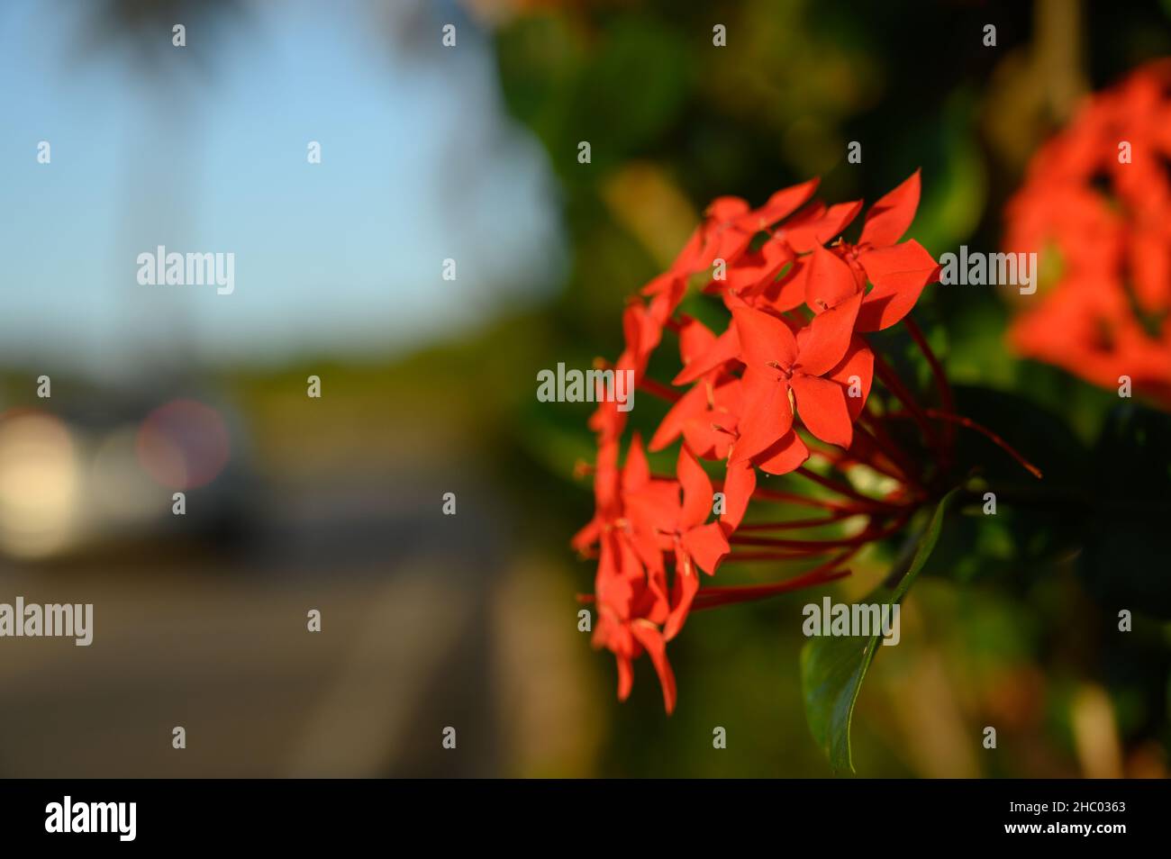 Photo of an orange flower taken on the beach of the atlantic ocean in ...
