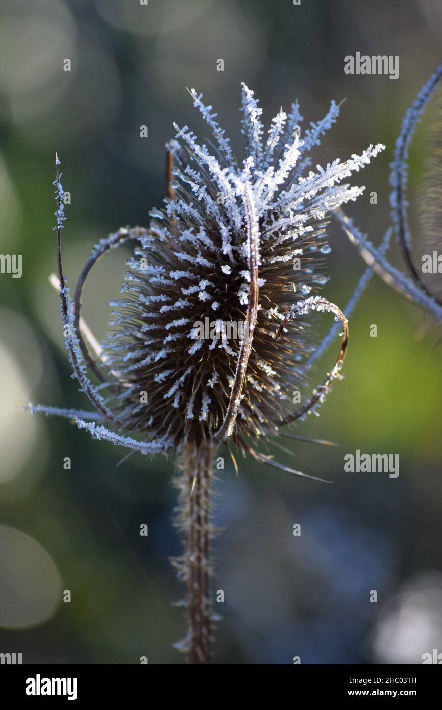 Hoarfrost on wild plants hi-res stock photography and images - Alamy