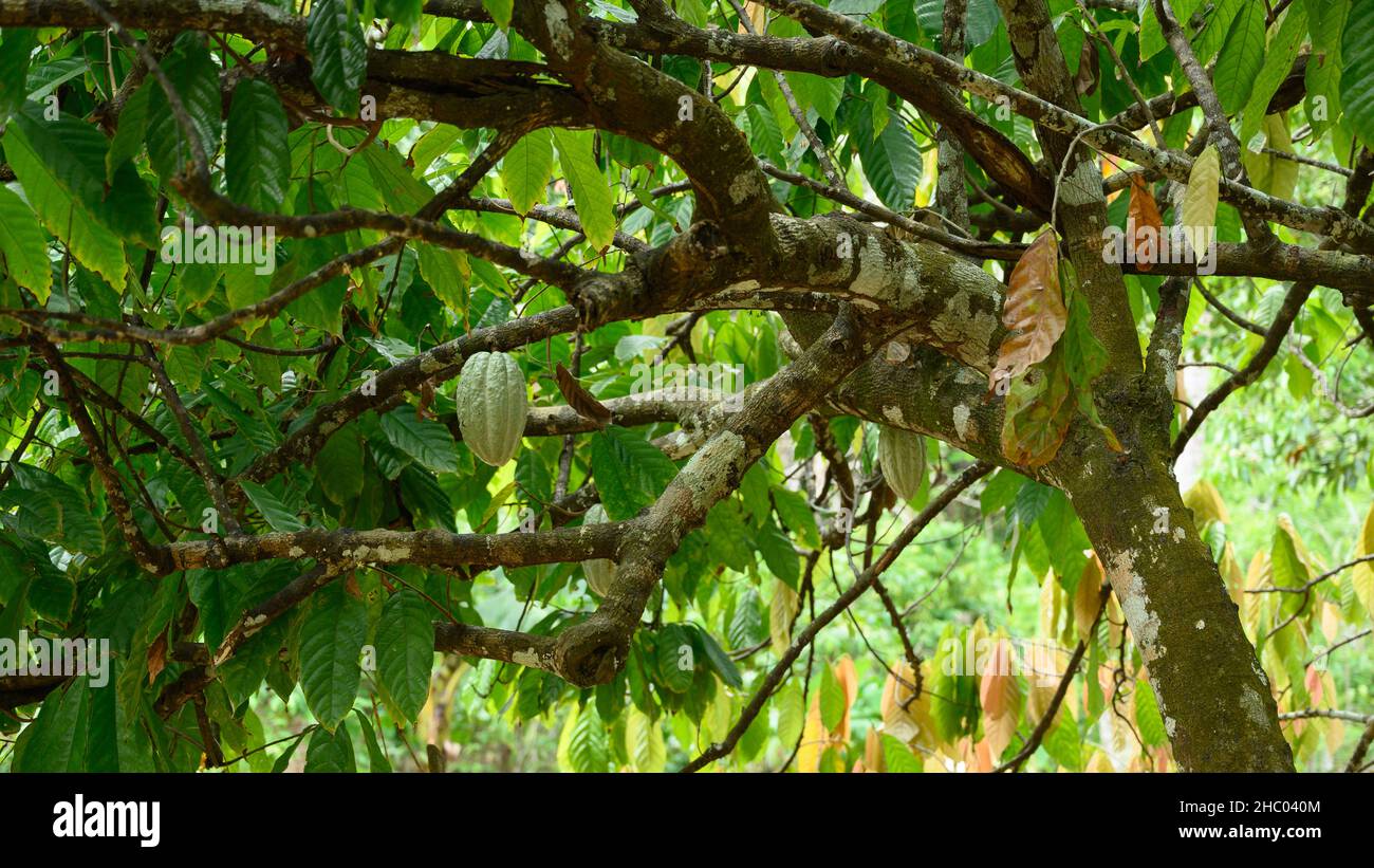 The photo shows a cocoa tree. The exotic tree has many yellow cocoa ...