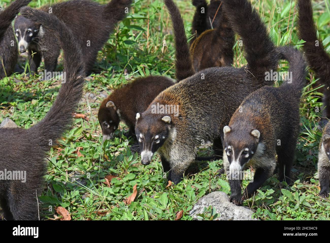 White nosed coati nasua narica group hi-res stock photography and ...
