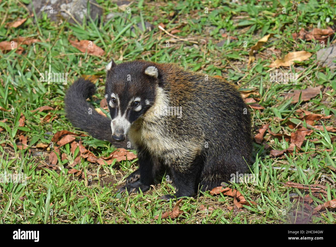 White-nosed coati, Costa Rica Stock Photo - Alamy